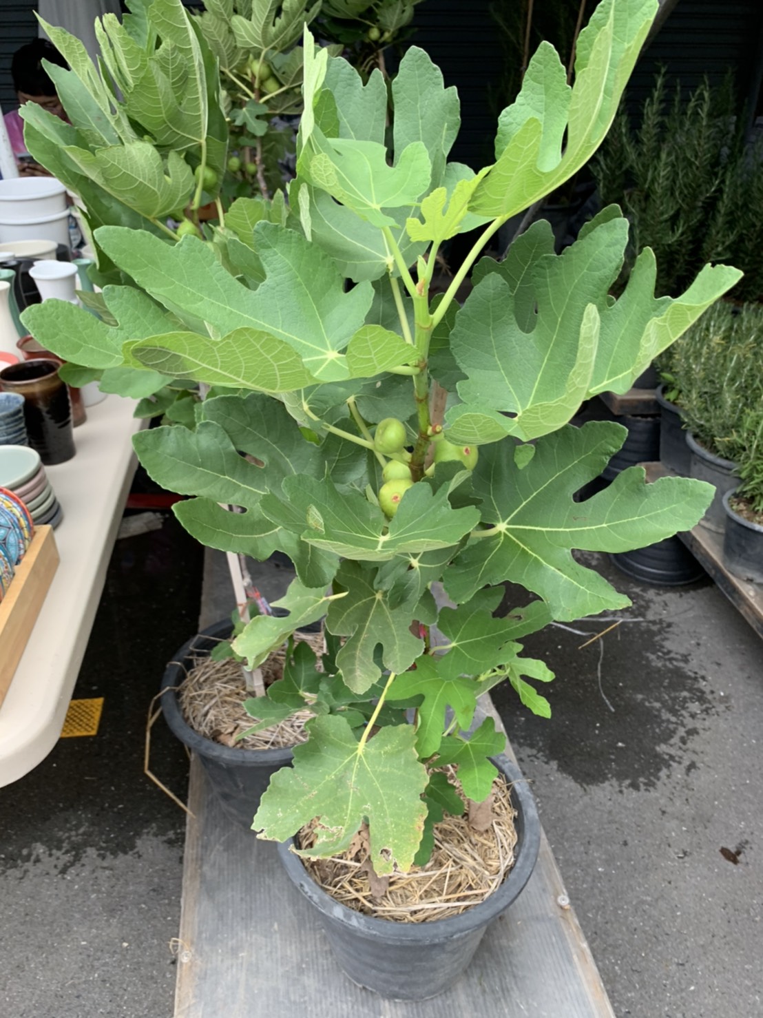 พันธุ์ white madeira Figs Plant ต้นมะเดื่อฝรั่ง Figs fig ต้นสมบูรณ์มาก ...