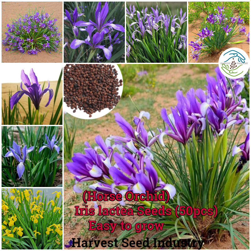 Easy to grow丨Iris lactea Horse Orchid Bonsai Seeds Rare Flower Seeds ...