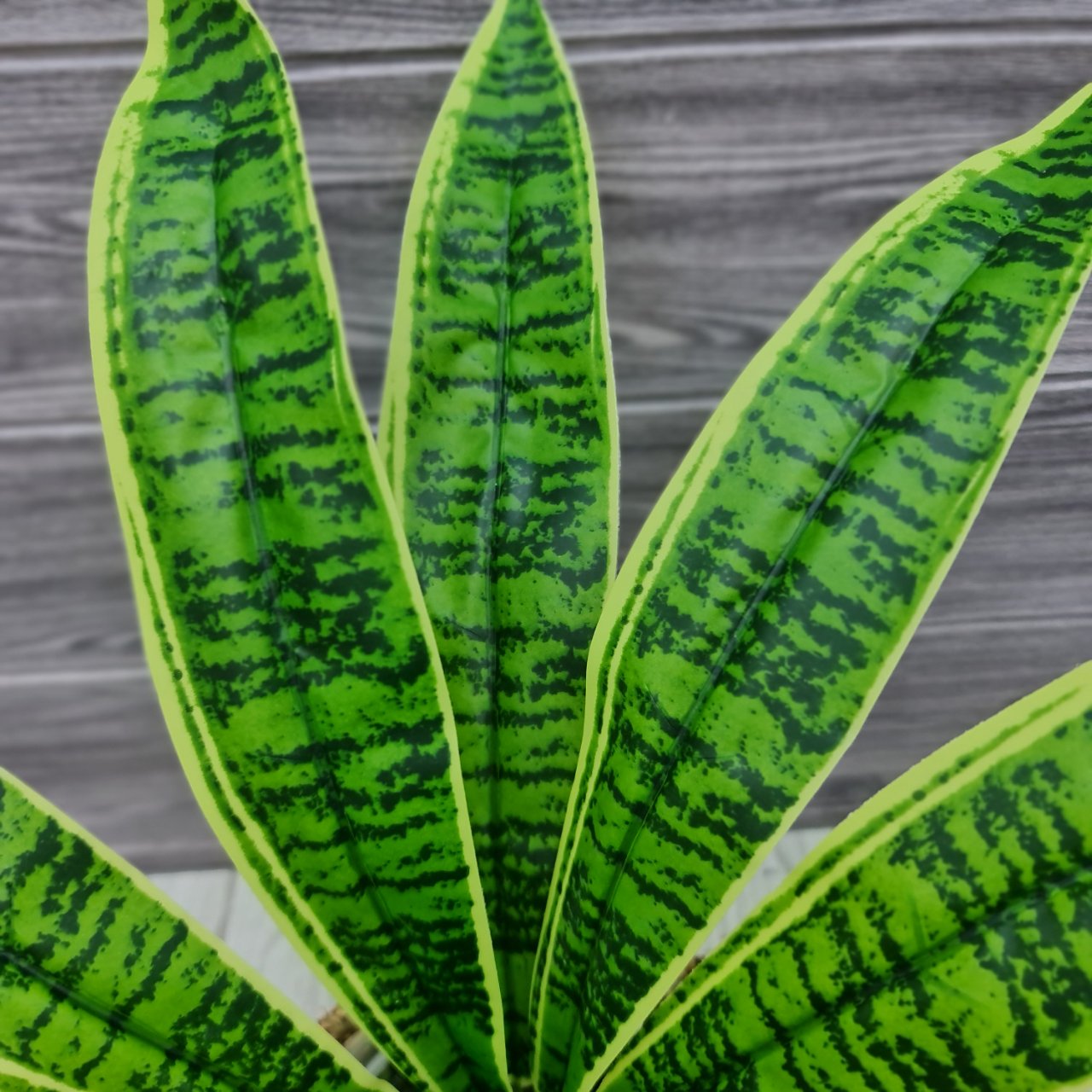 *พร้อมส่ง*ต้นไม้ปลอมเฉพาะต้นลิ้นมังกร 40 ซม. 9 ใบ - Lists Trees - ThaiPick