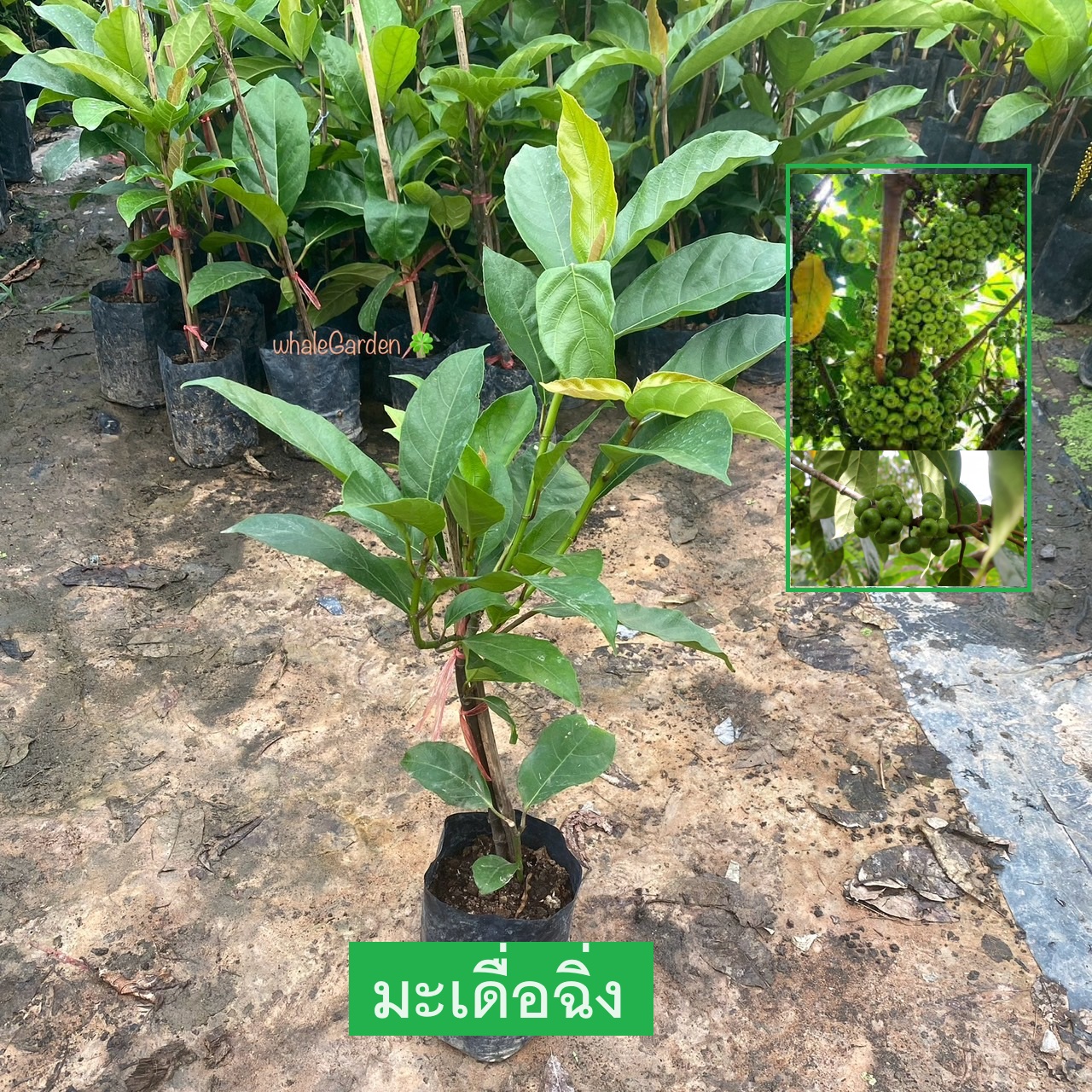 ต้นมะเดื่อฉิ่ง มะเดื่อฉิ่ง (Ficus botryocarpa) กิ่งชำ ให้ดอกผลเร็ว (รับ ...