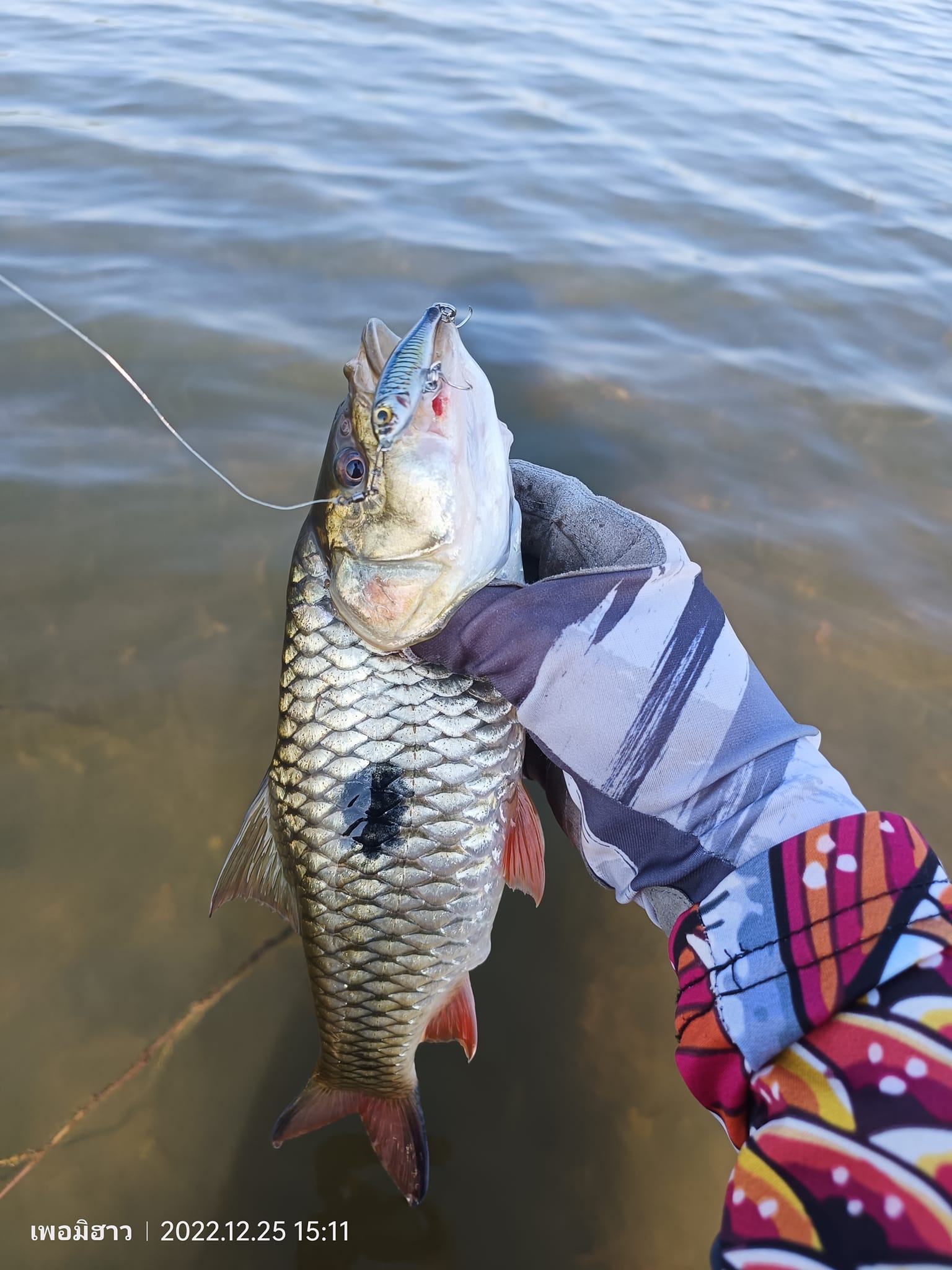 เหยือตกปลา ซิงกิ้ง ปลาซิวอ้าว เหยือตกปลากระสูบ มีตัวโดนแน่นอน เพอมิฮาว - Racha Fishing - ThaiPick