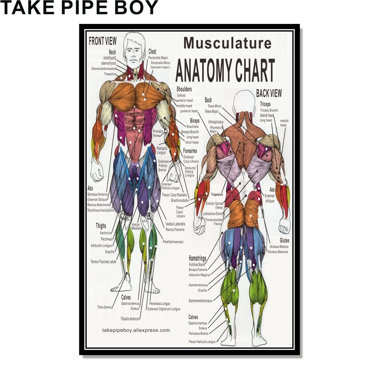 Muscular System Anatomical Poster Muscle Anatomy Chart Anatomical Chart ...