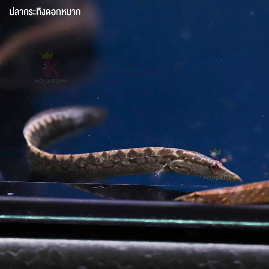 ปลาหลดภูเขา(Macrognathus circumcinctus) ไซส์ 8cm-15cm ปลากระทิงดำ-ลาย ...