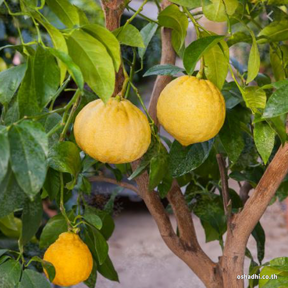 Oshadhi Mint (Peppermint) essential oil - Oshadhi - ThaiPick