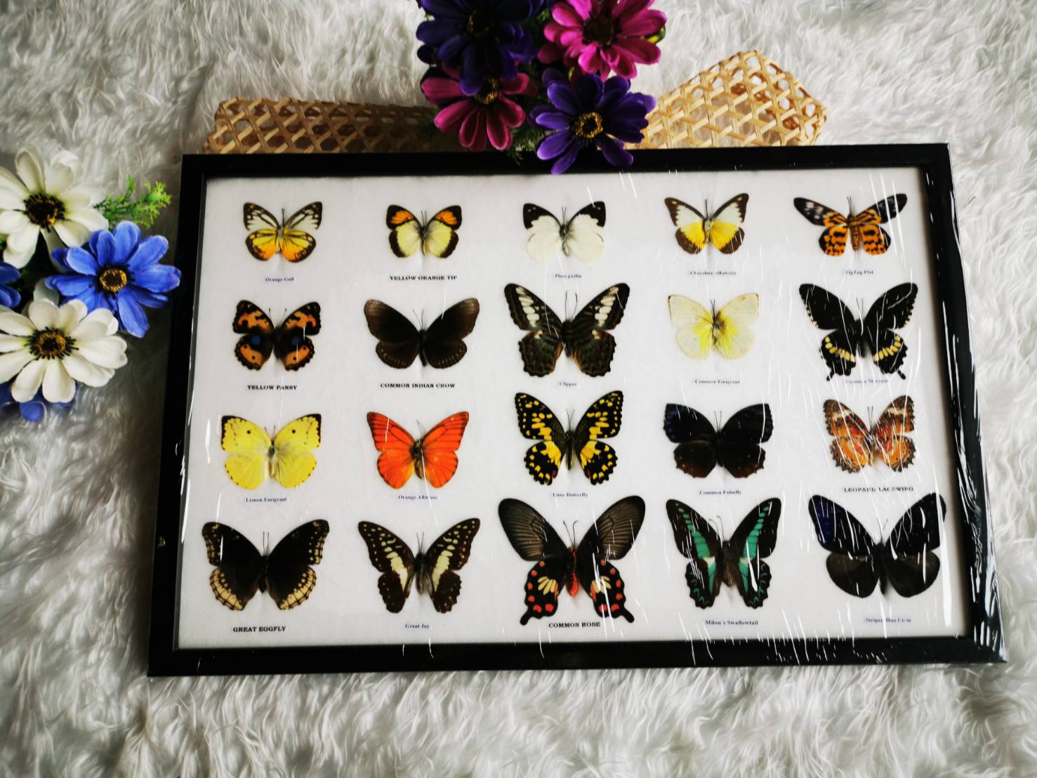 ผีเสื้อจริง ผีเสื้อสต๊าฟรวม 20 ตัว งานไอเดีย แมลงเพื่อการศึกษา กรอบไม้ ...