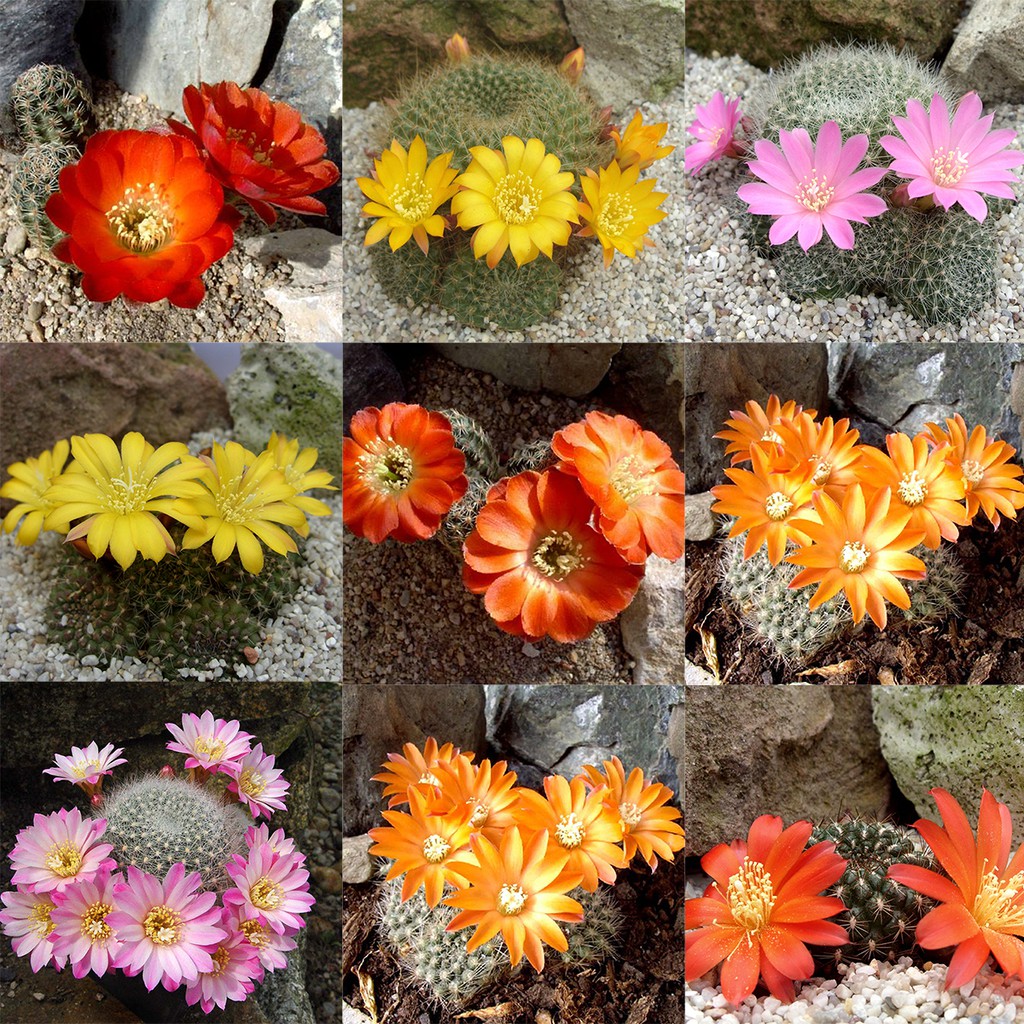 เมล็ดพันธุ์ REBUTIA Mix รีบูเทีย 20 เมล็ด แคคตัส กระบองเพชร Cactus ...