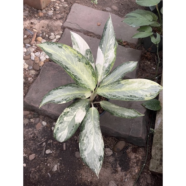 seeds aglaonema golden bay variegated อโกลนีมาโกลเด้นเบย์ด่าง ...
