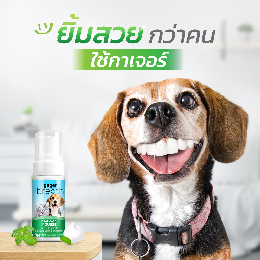ขายเหมือนเค้กร้อน Gager - Breath Oral Mousse Foam โฟมดับกลิ่นปากสุนัข ...