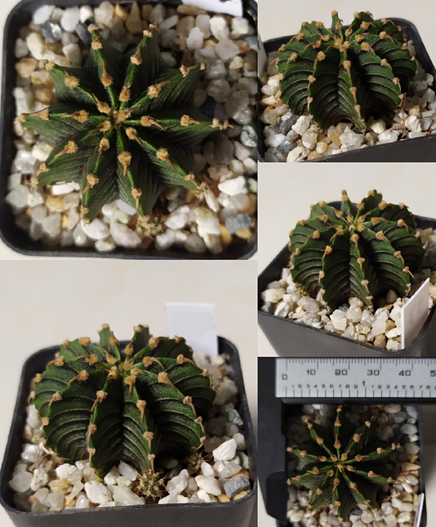กระบองเพชร แคคตัส (Cactus) LB 2178 แท้ หนามเดี่ยว 10-11 พู ลายชัดสวย ...