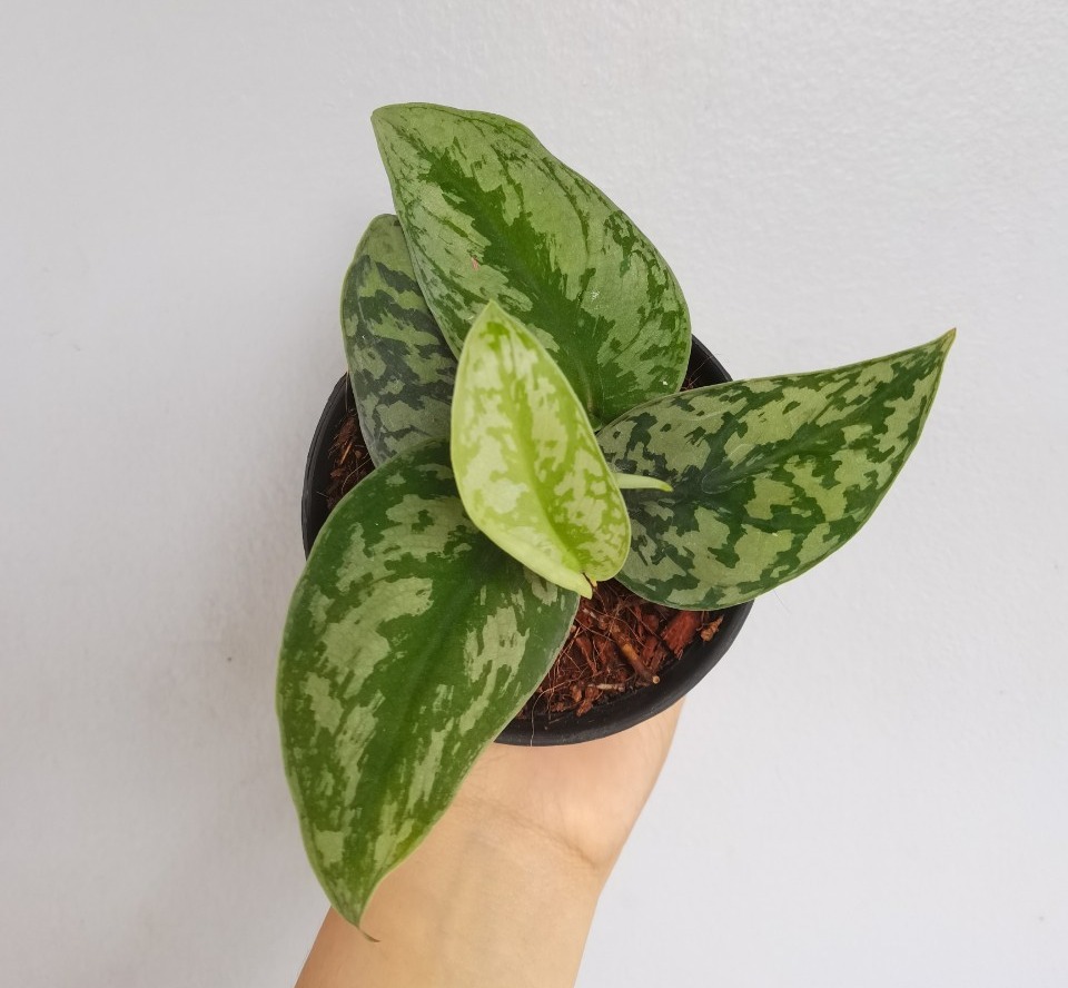 Scindapsus argyraeus - Sawitree trading as Alpine - ThaiPick