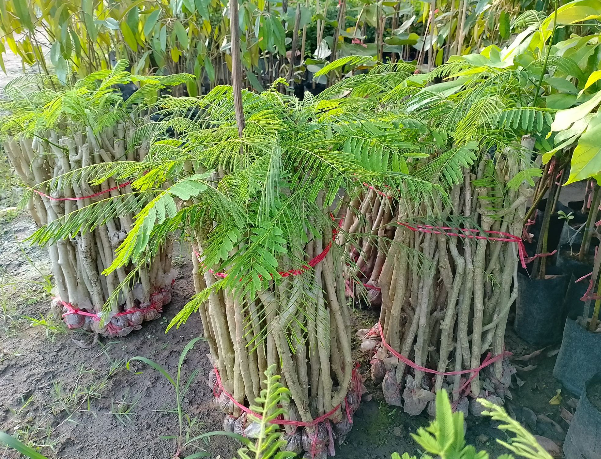 ชะอมมัด ต้นชะอมมัด 1 มัด มี 50 กิ่ง มัดละ 500 ชะอมหนาม | Lazada.co.th