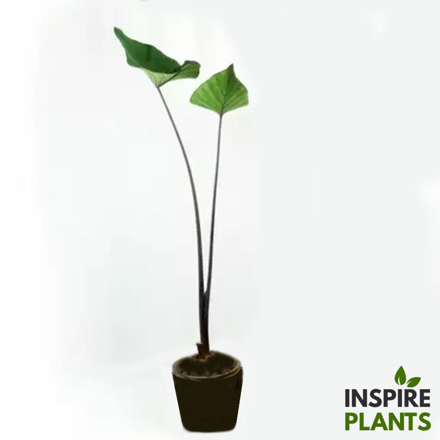 INSPIRE PLANTS , บอนคอฟฟี่คัพ Colocasia Coffee Cup บอนถ้วยกาแฟ บอนสะสม ...