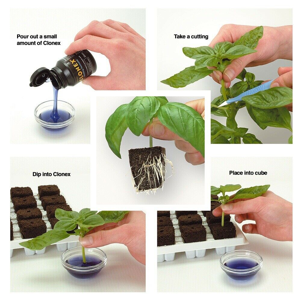 Root Riot แบบ ถุง original package ขนาด 100 ชิ้น (100 cubes) ปักชำ เพาะ ...