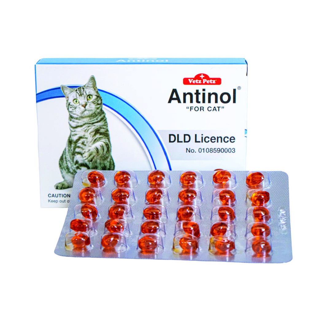 Antinol® for Cat อาหารเสริมแอนทินอลบำรุงไขข้อสำหรับแมว | Lazada.co.th