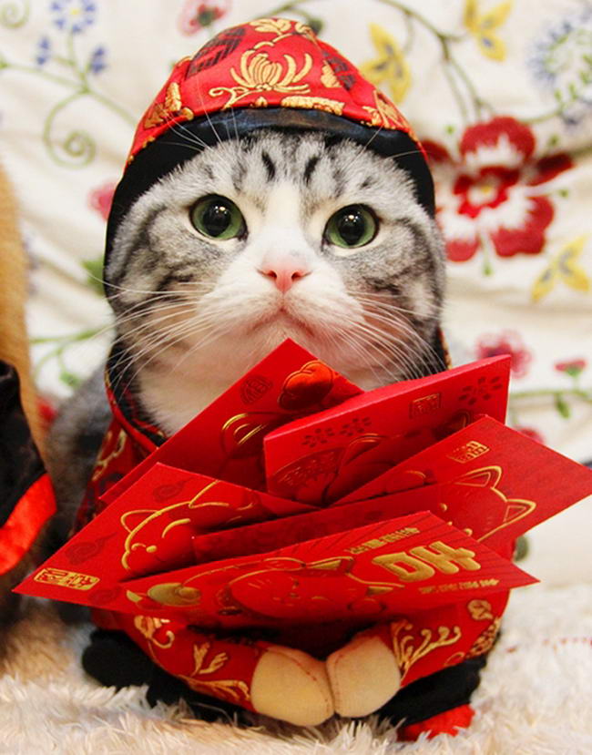 Dog chinese new year costume ชุดจีนสำหรับสัตว์เลี้ยง ชุดแฟนซี ฮองเฮา ...