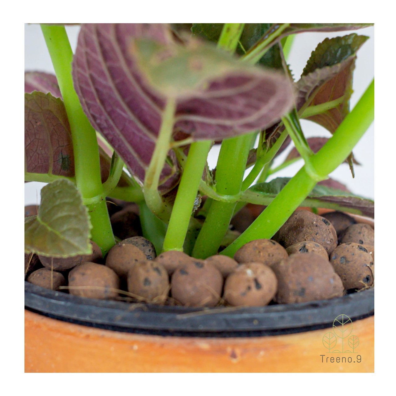 N372 ระฆังทอง กระถาง 6 นิ้ว สูง 30-40 cm. (Sunset Bells) ไม้ดอกประดับ ...