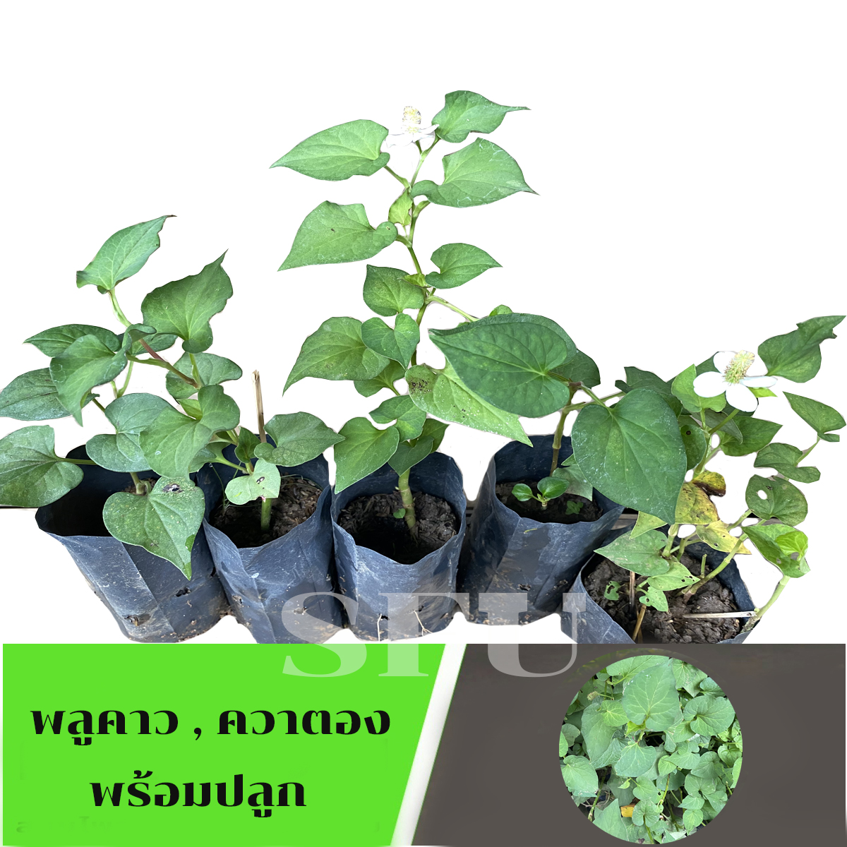 ต้นข่อยดำ เป็นสมุนไพร - Soft flower plant - ThaiPick