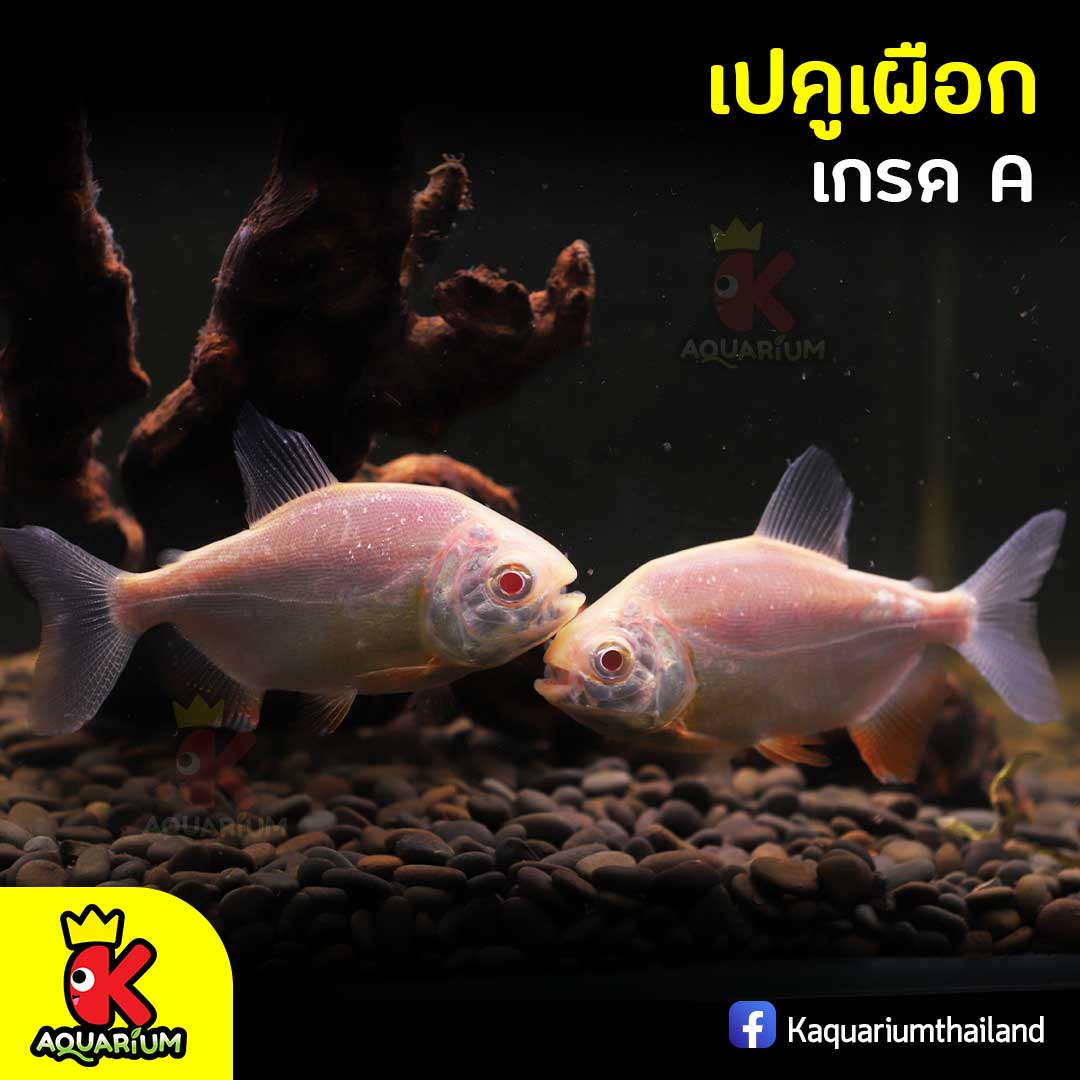 เปคูเผือก หรือ ปลาคู้เผือก (Albino Pacu) ปลาสวยงาม แข็งแรงสมบูรณ์ เกรดA ...