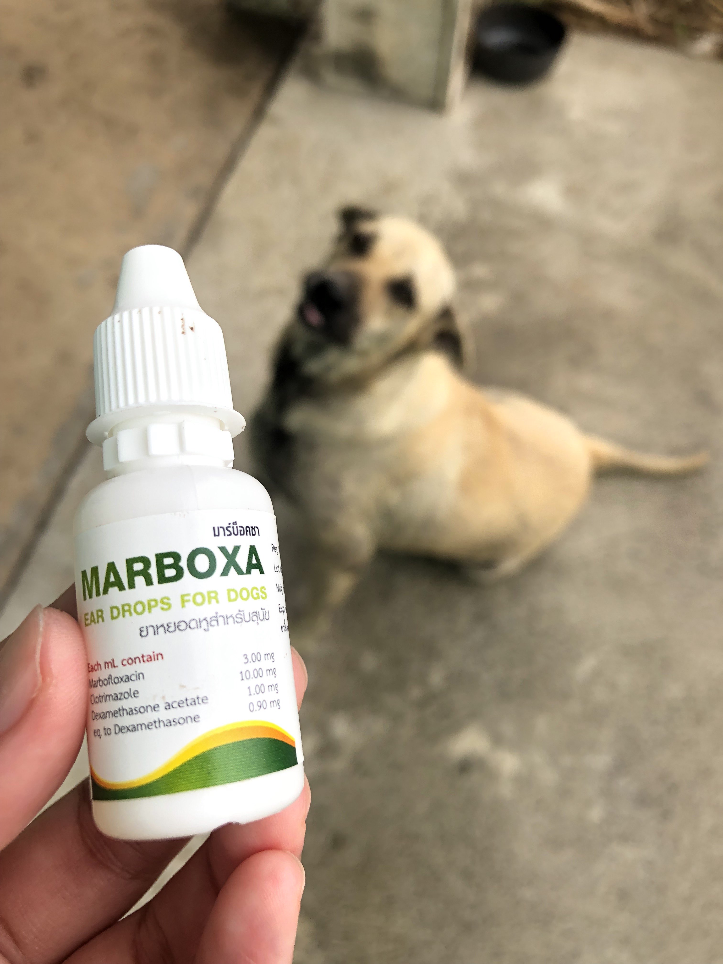 Marboxa ear drop for dog 10 ml.ยาหยอดหู ลดอักเสบ ฆ่าเชื้อ สำหรับสุนัข10 ...