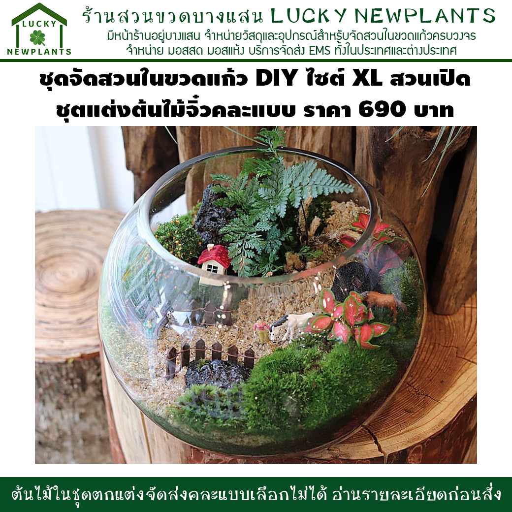 สวนขวดต้นไม้จิ๋ว ชุดจัดสวนในขวดแก้ว Diy ไซต์ Xl สวนเปิด 699฿ Th
