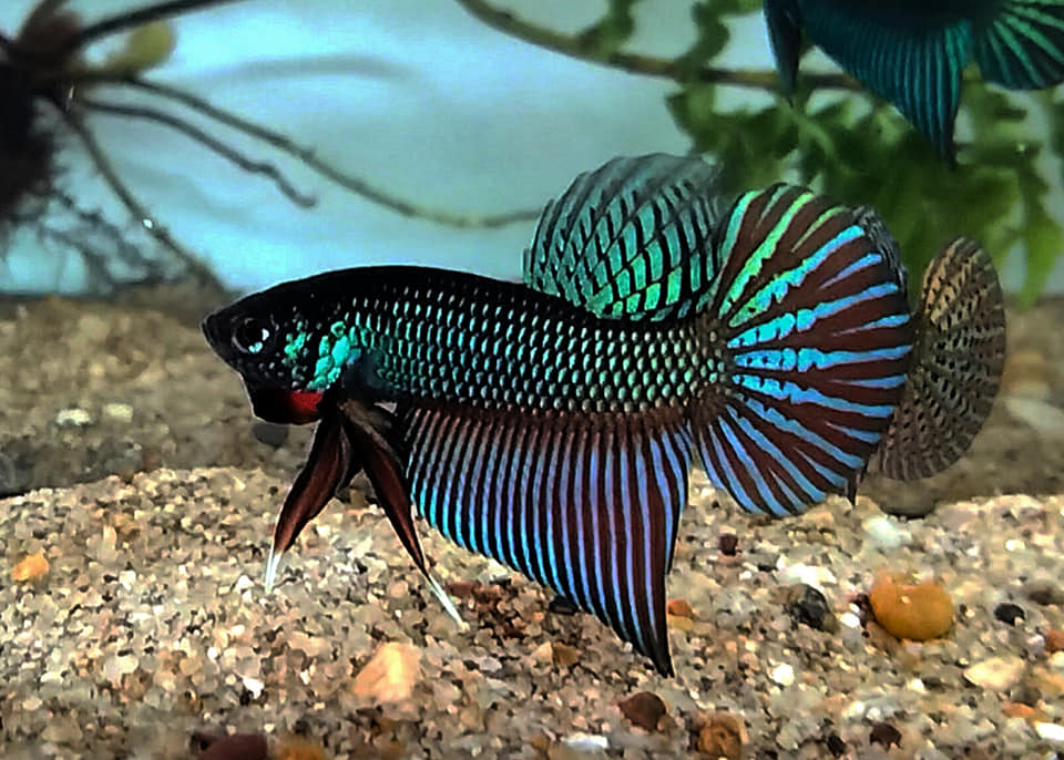 ปลากัดสวยพิเศษ ปลากัดเพศผู้1ตัว หางโพ หางพัด betta fish ปลากัดสวย ปลากัดหางยาวมาก - PPร้านปลากัด ...