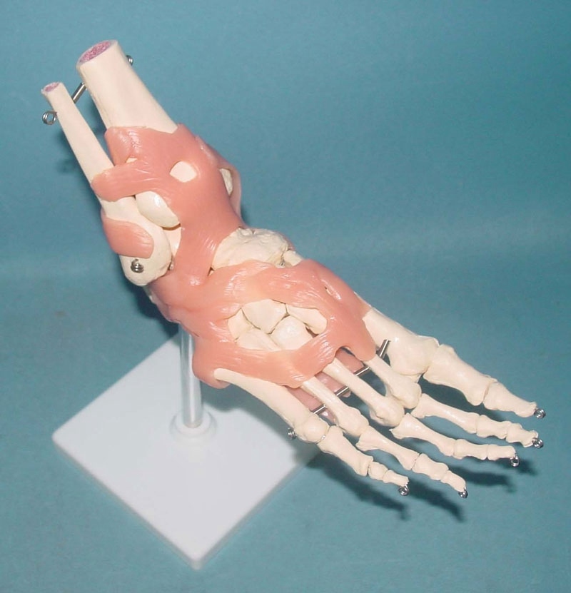 Price the foot bone joints function model of human body skeleton sole ...