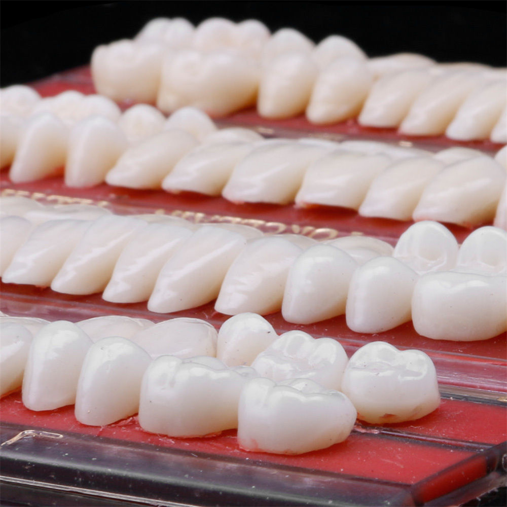 Resin teeth 24pcs Denture Dental Material Teeth Model - Zhli Shop ...