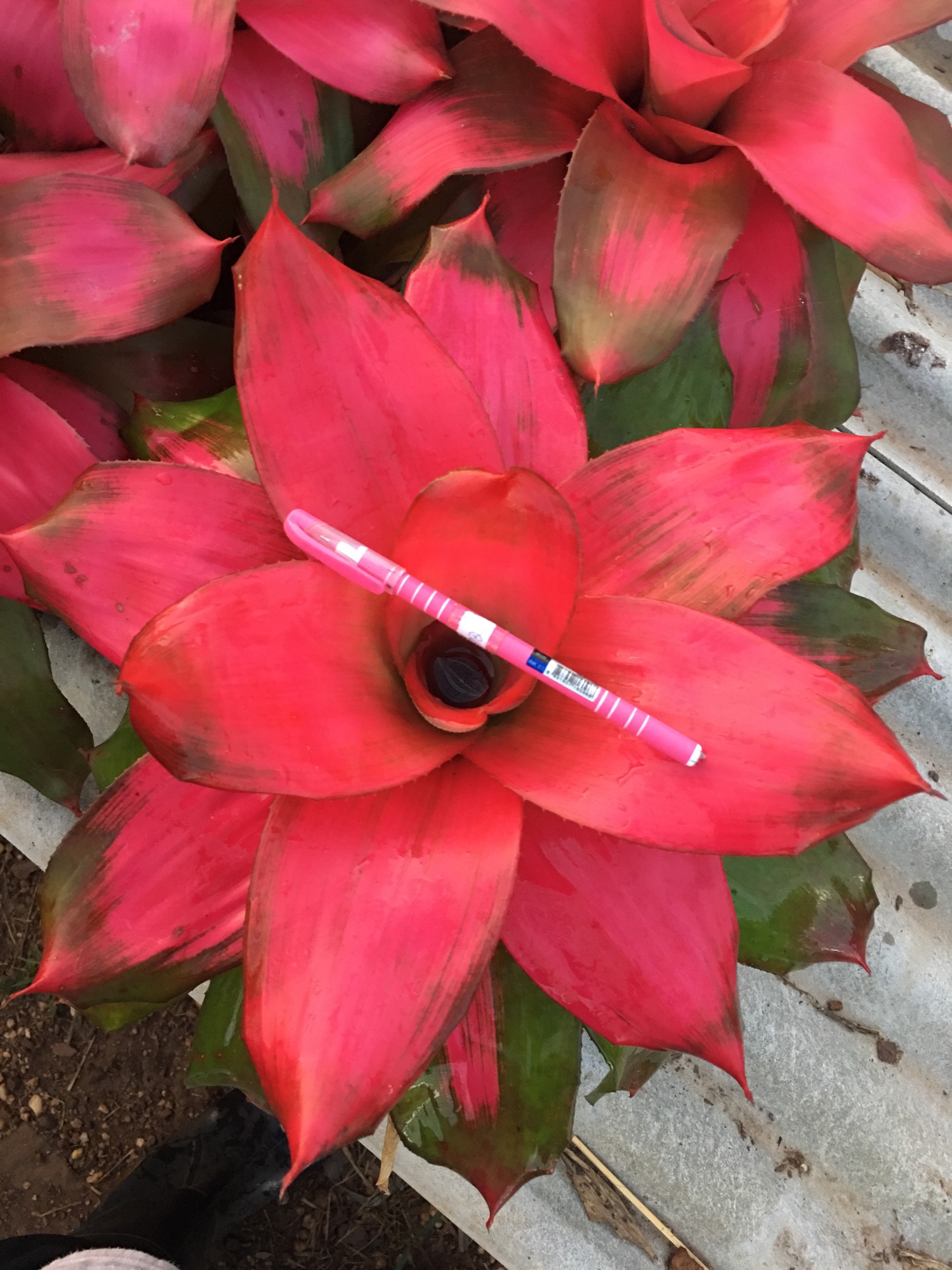 หน่อ- Neo. Pink Debbie # สับปะรดสี#bromeliad#ต้นไม้สวยงาม# ไม้ประดับ ...