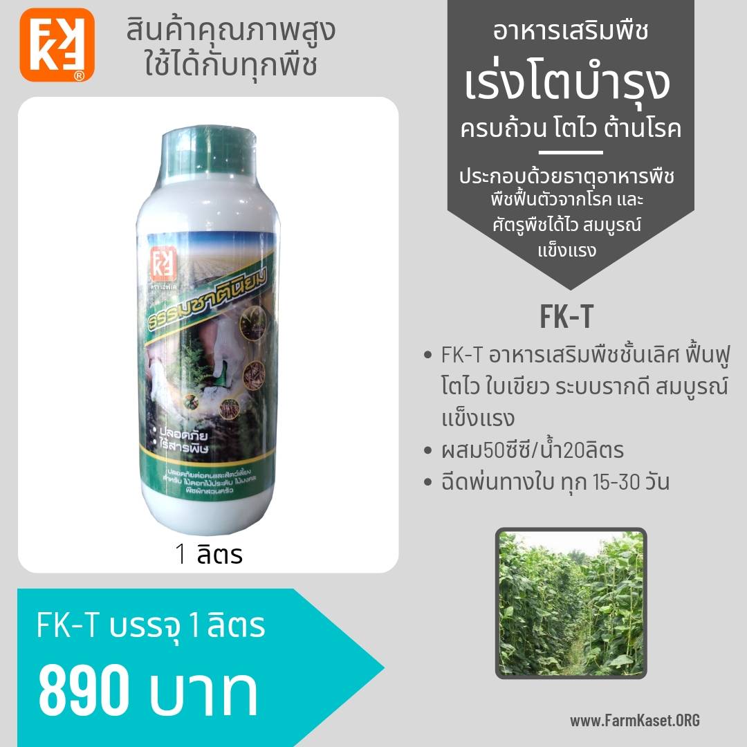 เพลี้ยอ่อนถั่ว เพลี้ยอ่อนถั่วฝักยาว เพลี้ยต่างๆ ใน พืชตระกูลถั่ว และ ...