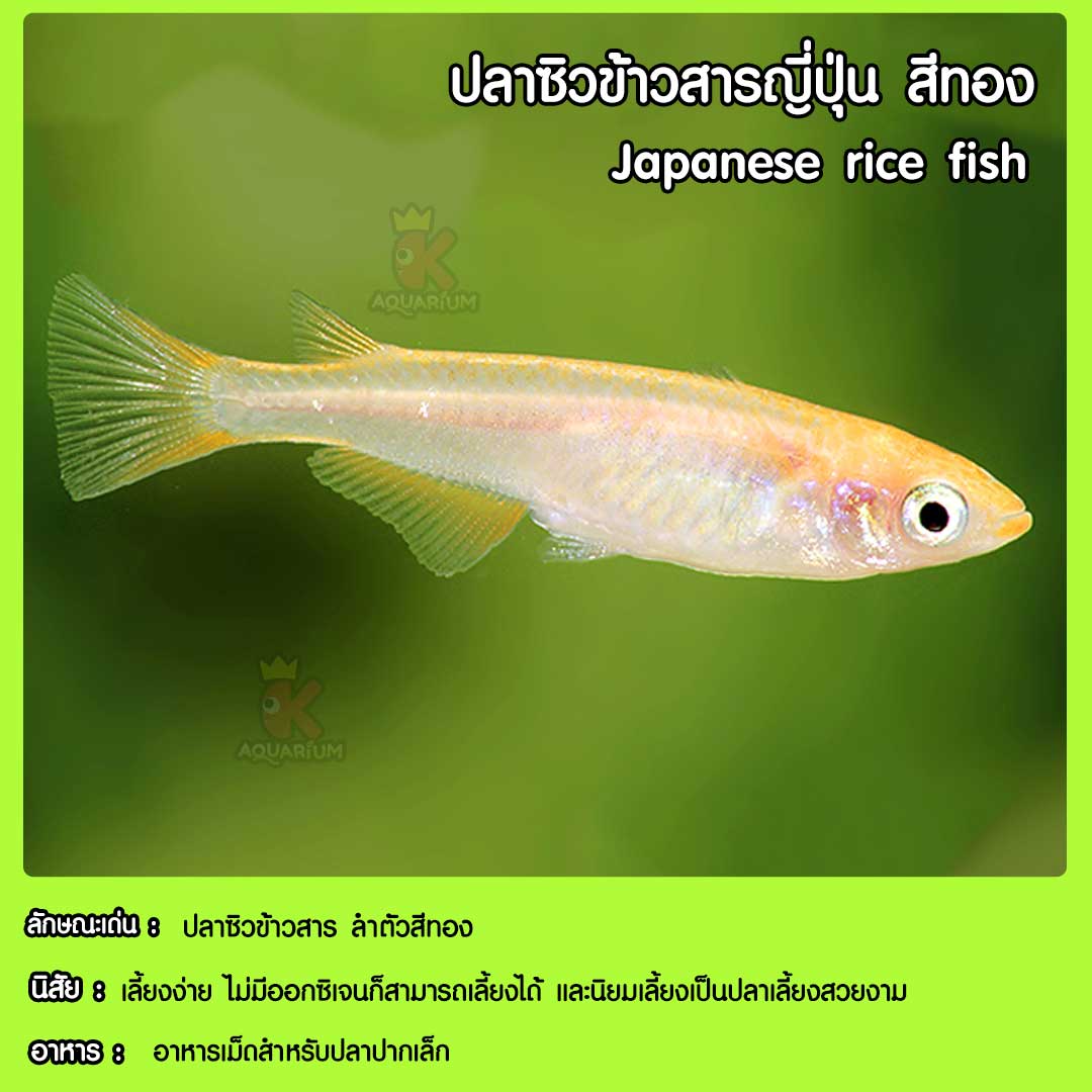 เมดากะ ปลาซิวข้าวสารญี่ปุ่น (Japanese rice fish) สีทอง ปลาตู้ไม้น้ำ สี ...