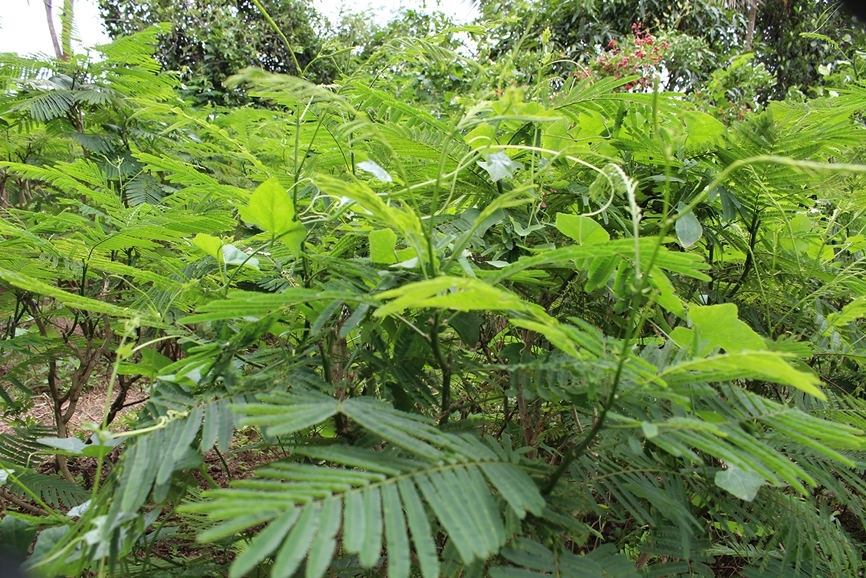 ต้นชะอม ชะอม กิ่งพันธุ์ ต้นไม้ ไม้ผล ต้นพันธ์ เมล็ดพันธ์ พันธุ์ไม้ ไม้ ...