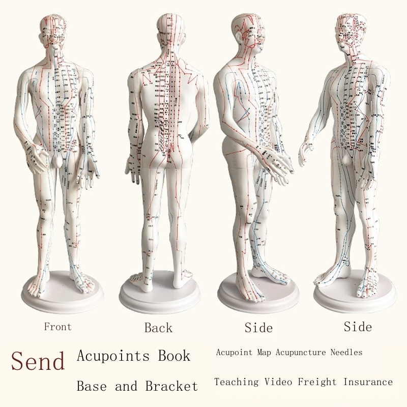 Acupuncture acupoints mannequins ultra clear twelve meridians small ...