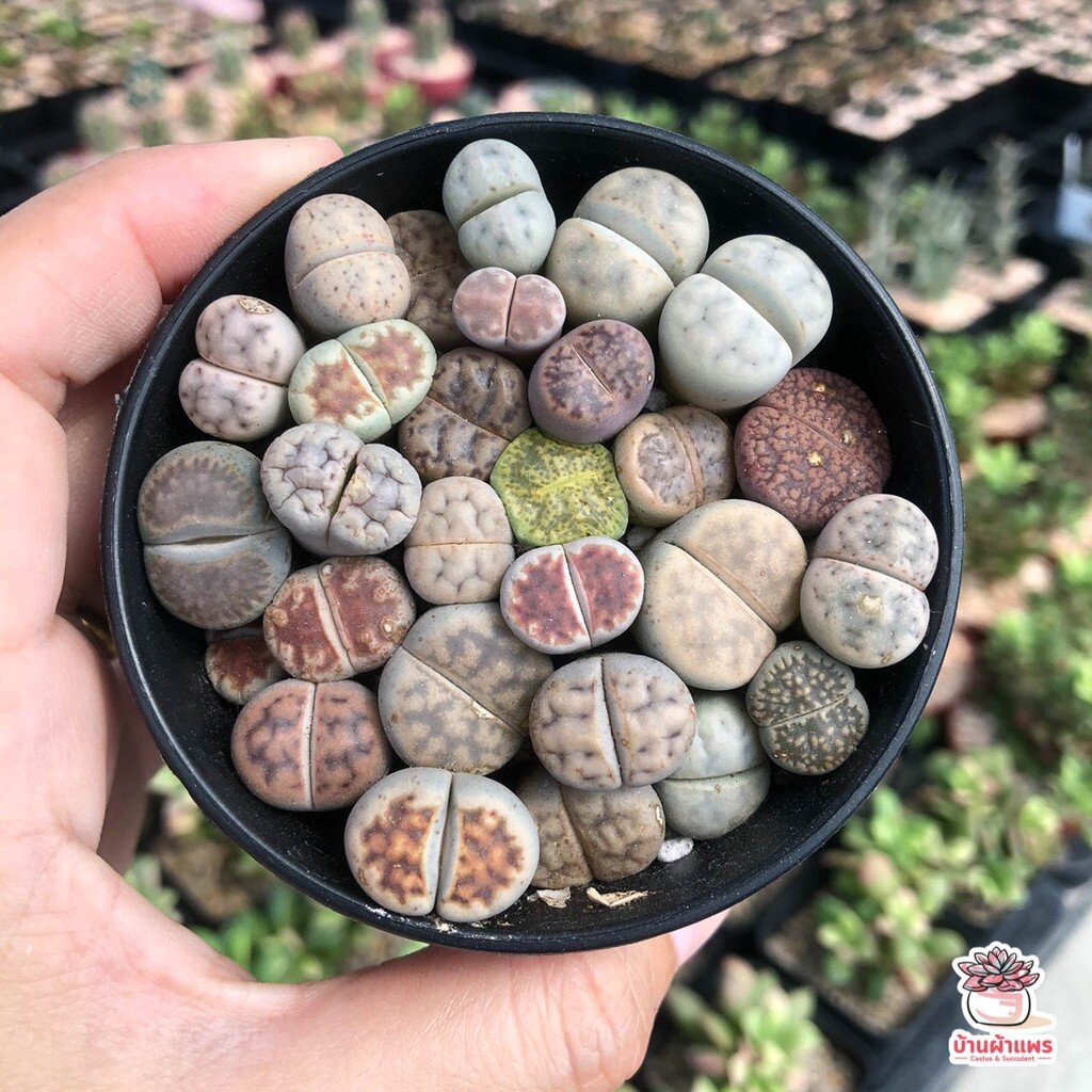 ไลทอป Lithop Mix แคคตัส กระบองเพชร cactus&succulents - MixASale
