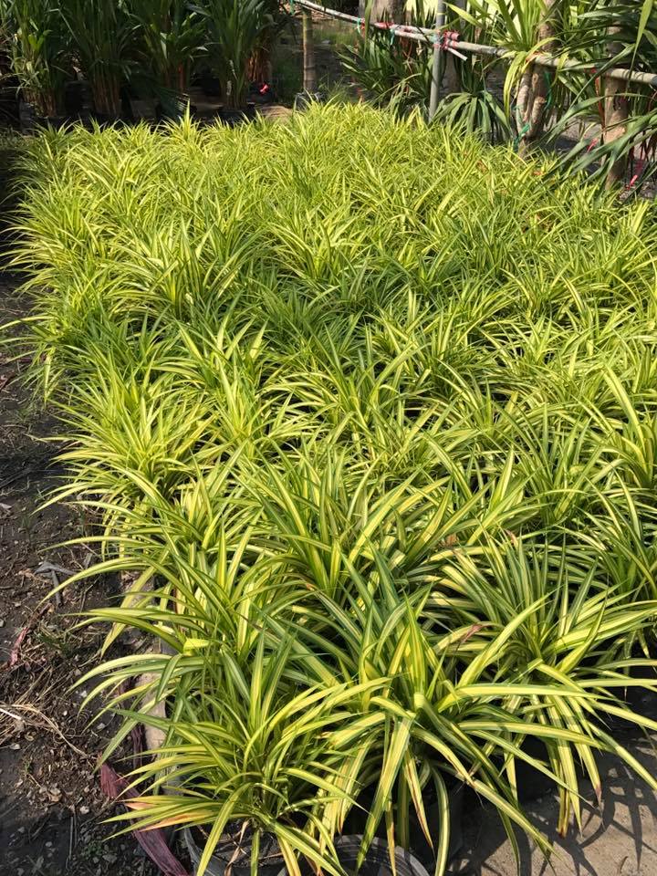 เตยด่าง เตยทอง เตยลาย ((ต้นกลาง)) 1 มัด มี 10 ต้น ((ซื้อ 10 มัด แถม 1 ...