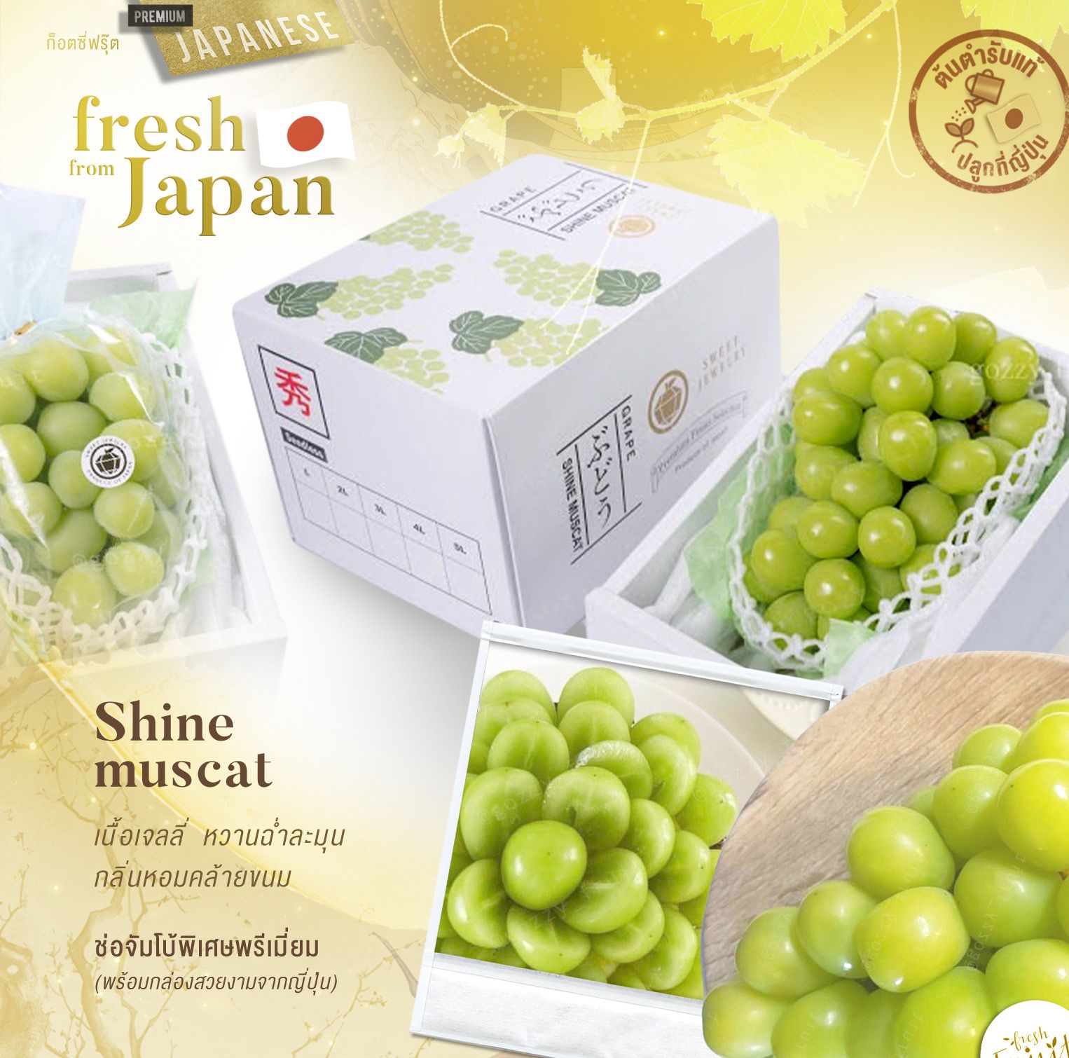 ส่งฟรี องุ่นญี่ปุ่นแท้ Shine muscat รุ่นพรีเมี่ยม ไซส์ 6L - ผลไม้นำเข้า ...