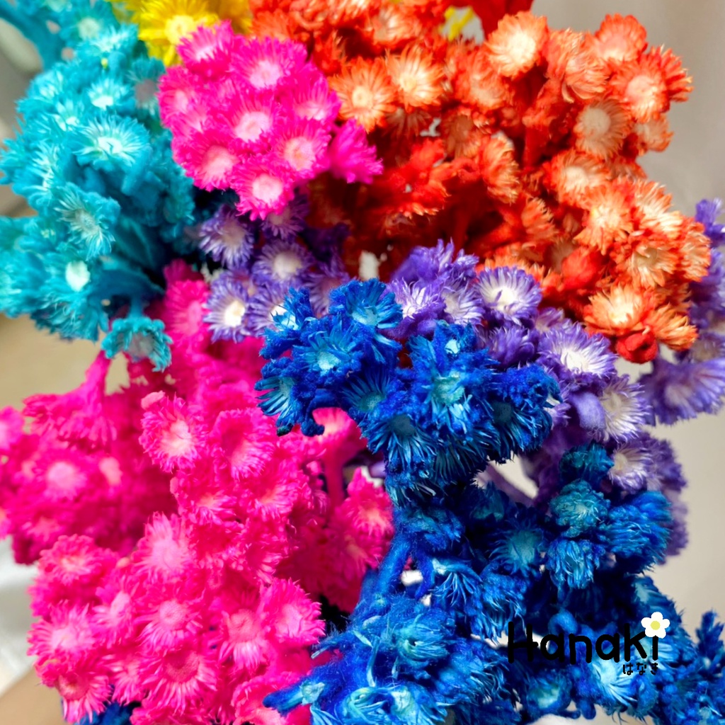 พร้อมส่งดอกชมพูทิพย์ (Momo flower) ดอกไม้ทับแห้ง ดอกไม้จริงทับแห้ง ...