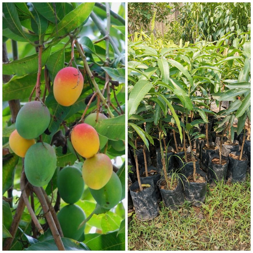 มะม่วงแก้มแดง เสียบยอดต้นขนาด 50 ซม | Lazada.co.th