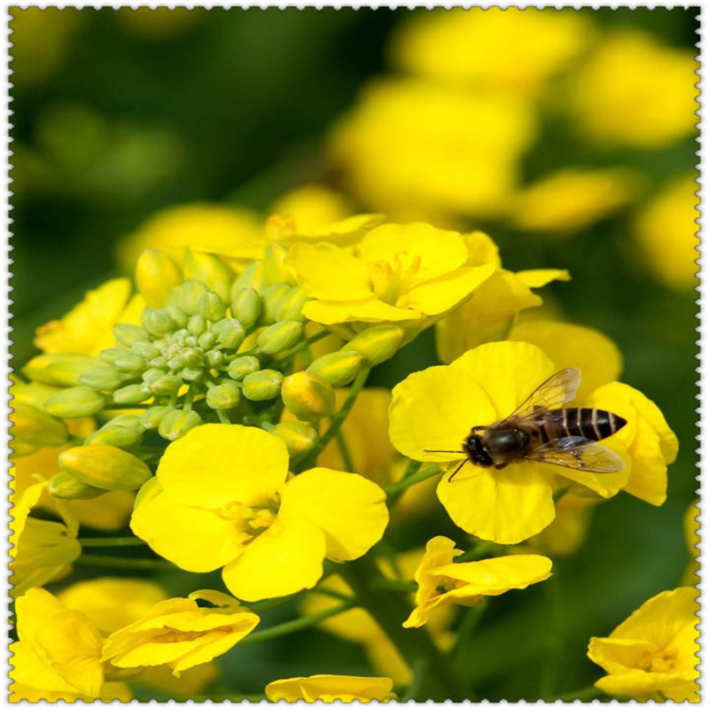 โปรโมชั่น (Wan chen)เรพซีดไฮบริดที่ให้ผลผลิตสูง,ก้านแคระ,เรพซีดประดับ,ทนต่อความเย็น,ต้นสุก,เรพ ...