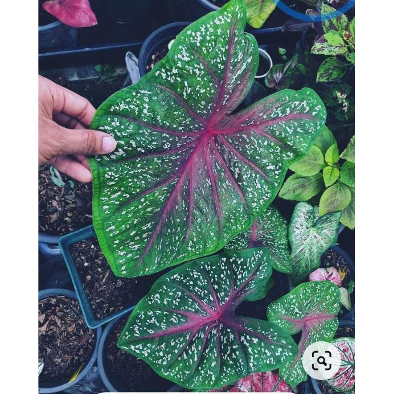 โปรโมชั่น Zilk Giant Toilet Tissue 2 ply 30 roll ซิลค์ ไจแอนท์ ...