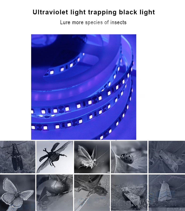 12V UV Ultraviolet 395-405nm led strip black light 5050 2835 SMD 60ledm ...