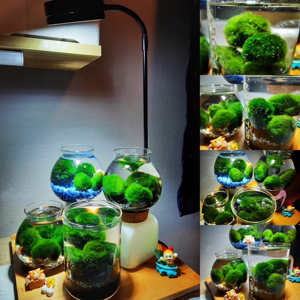 ♕ [ของแท้???? พร้อมจัดส่ง] MARIMO JAPAN มาริโมะ สาหร่ายตกแต่งตู้ปลา ...