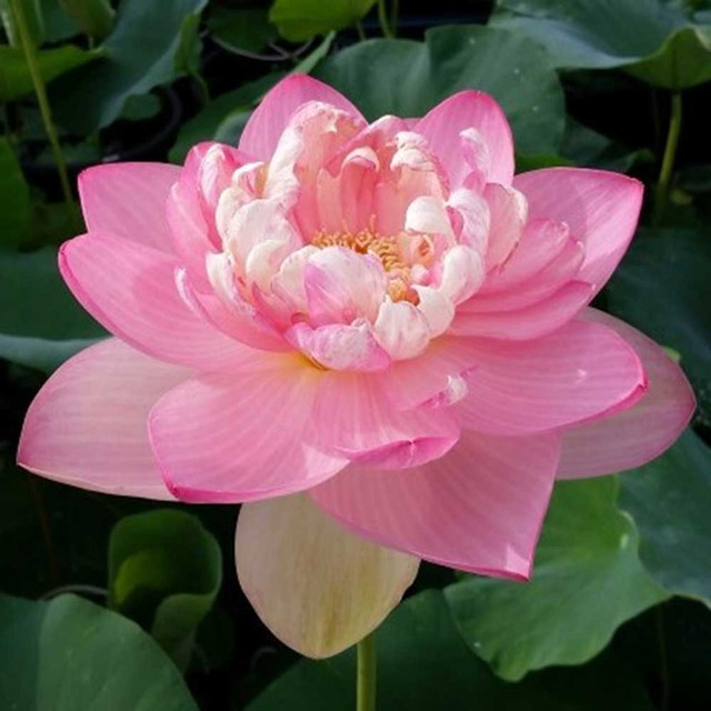 5 เมล็ดพันธุ์ บัว สายพันธุ์ Mrs. Perry Slocum Lotus สีชมพู นำเข้าจาก ...