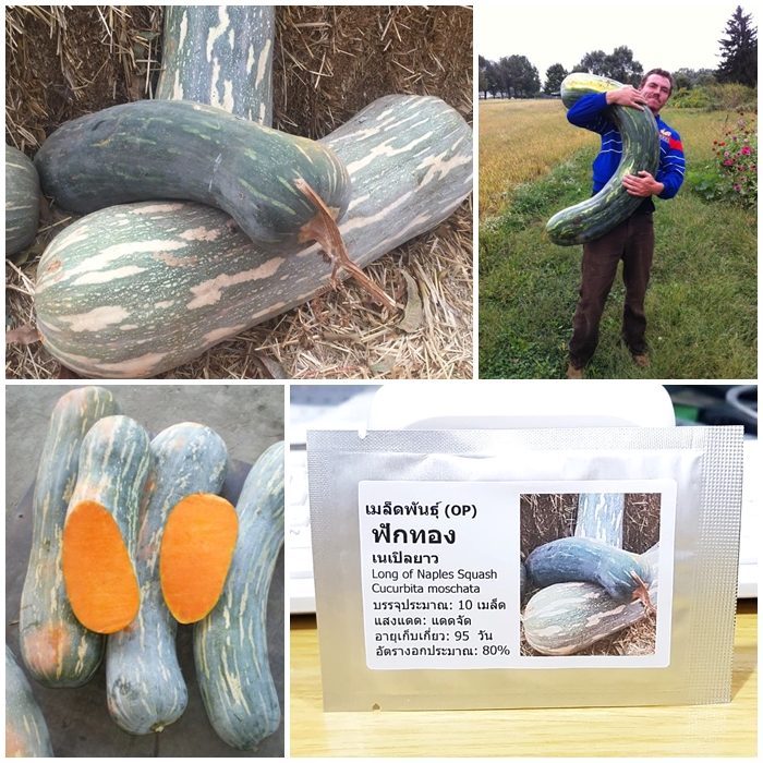 เมล็ดพันธุ์ ฟักทองเนเปิลยาว (Long of Naples Squash Seed) 10 เมล็ด ...