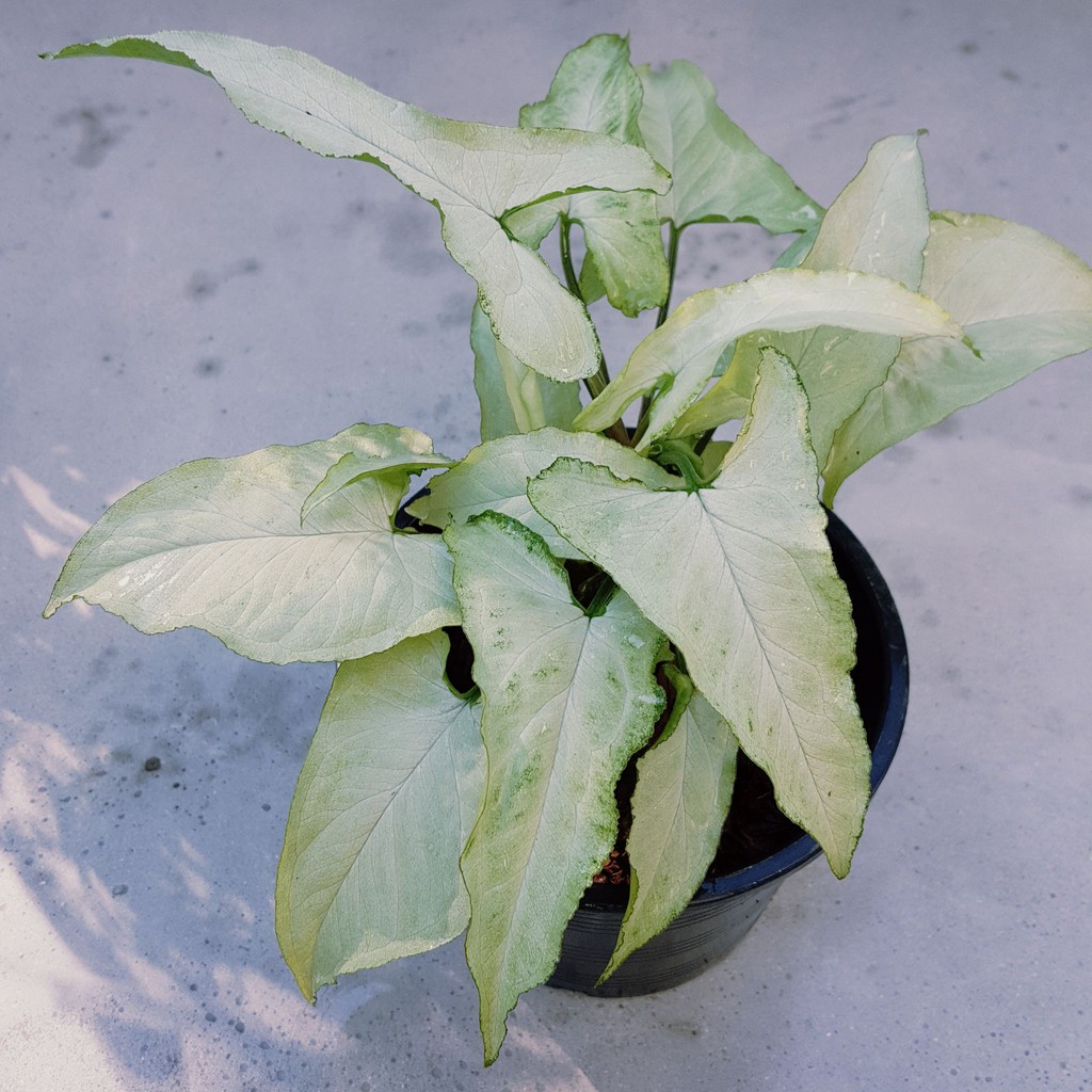 SYNGONIUM SILVER HOLY เงินไหลมาหน้าขาว ขอบใบสวย หลังใบเขียว ..พรรณไม้ ...