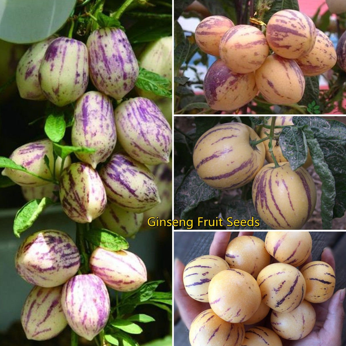 （hot Sale）Philippines Ready Stock 30 Pcs Rare Pepino Melon Seeds ...