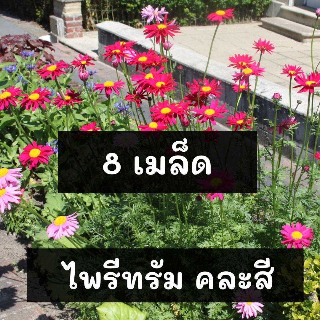 เมล็ดพันธุ์ ไพรีทรัม คละสี 50 เมล็ด ดอกไม้ไล่แมลง Mixed Pyrethrum ...