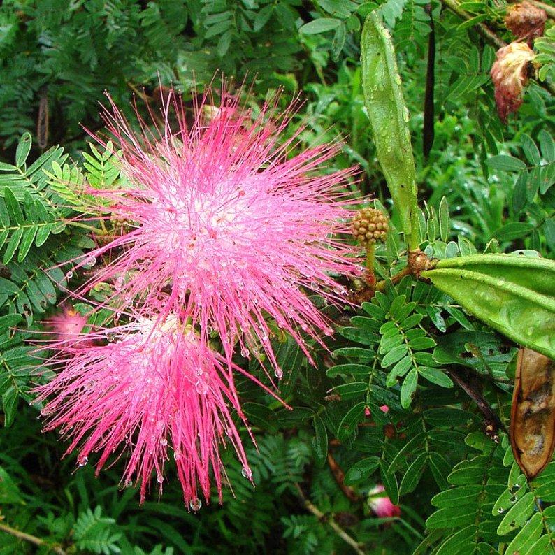 จามจุรีแคระ Samanea saman bonsai (10เมล็ด) - Moza24Online - ThaiPick