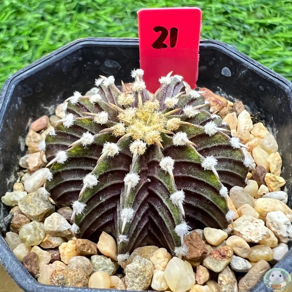 (R21) ต้นยิมโน LB2178 แท้ 13 พู ไม้เมล็ด - (gymnocalycium) - ????แคคตัส - Cony Cactus Garden ...