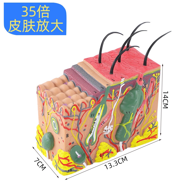 50 times the human skin tissue structure of anatomical model medical ...