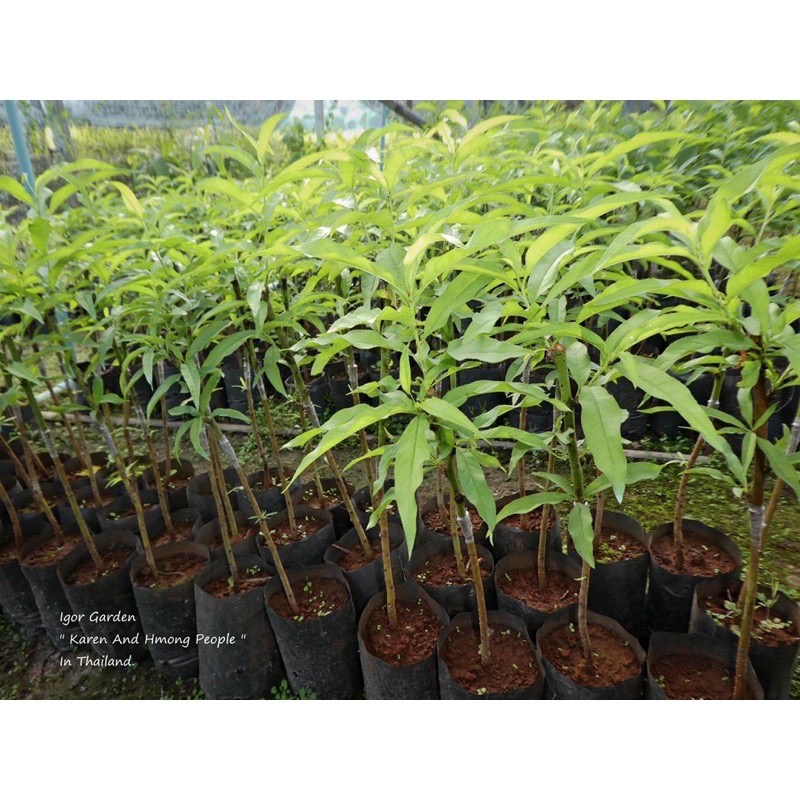 กล้าพีช พันธุ์ ซัมเมอร์เลดี้ ( Summer Lady Peaches )( กล้าเสียบยอด ...